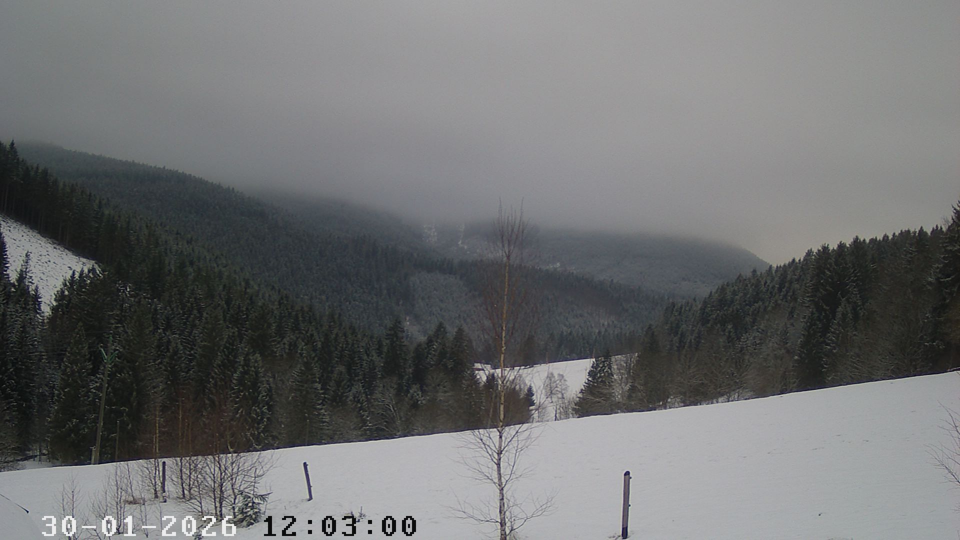 Krasna Forest Cam Czechia