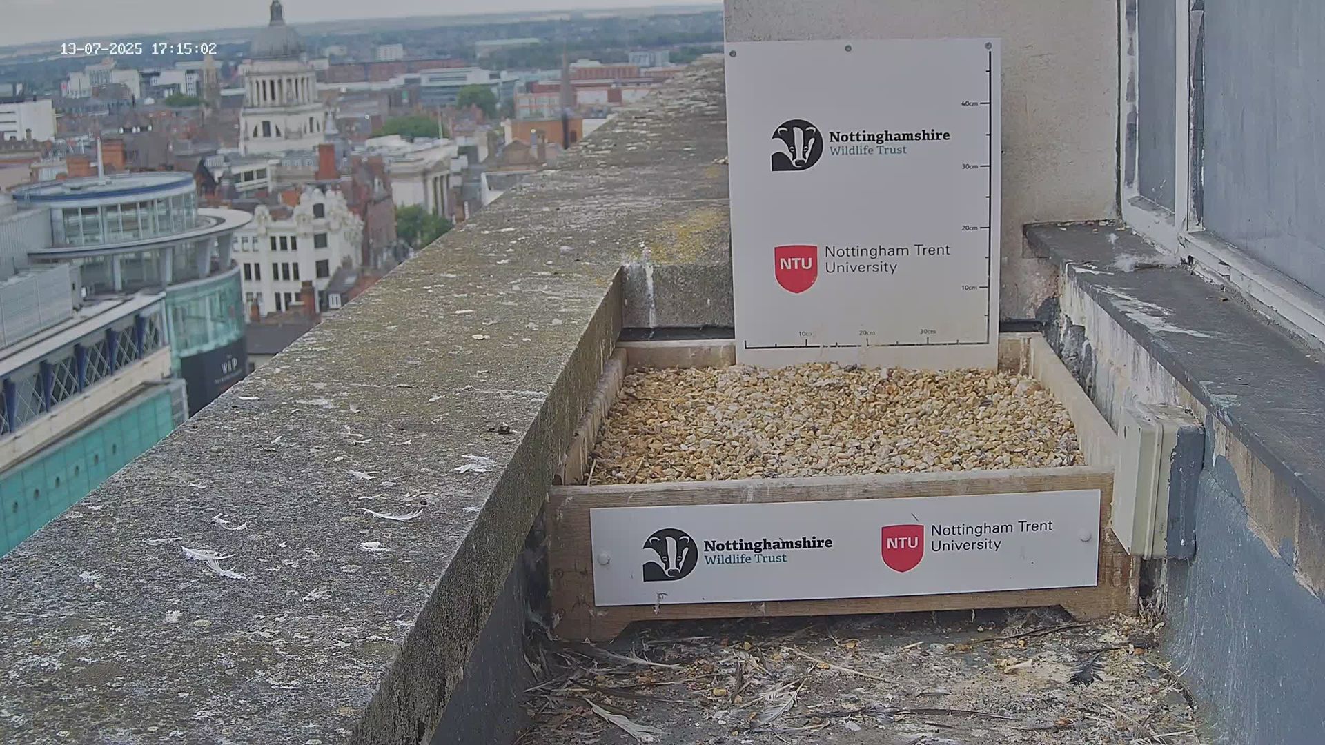 Nottingham: Trent University - Peregrine falcons Webcam United Kingdom
