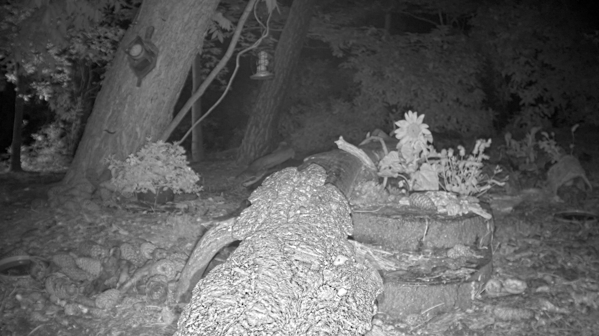 Gemert-Bakel: Hans Nature Channel De Mortel Landscape Webcam Netherlands