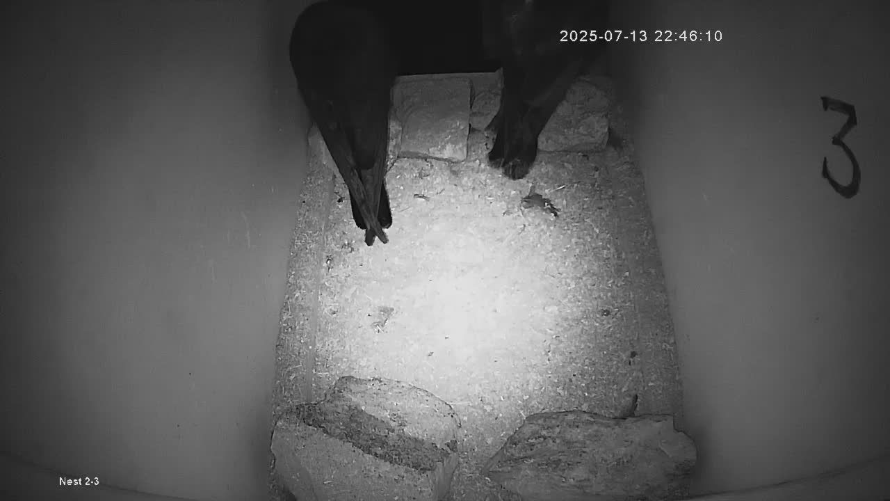 Hayle: Operation Chough Nest Cam Webcam United Kingdom